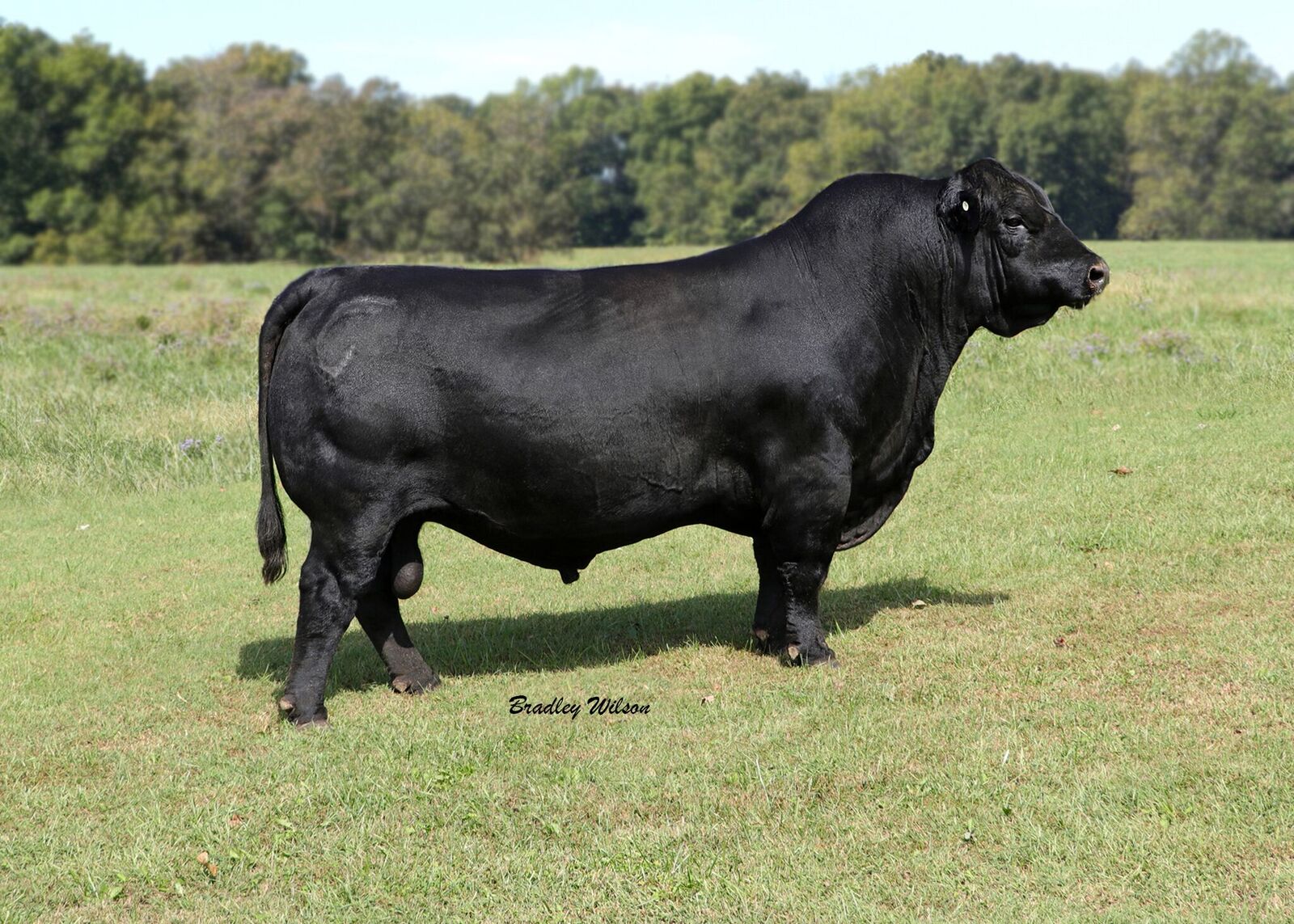 Online Catalog – Woodall Angus Farm